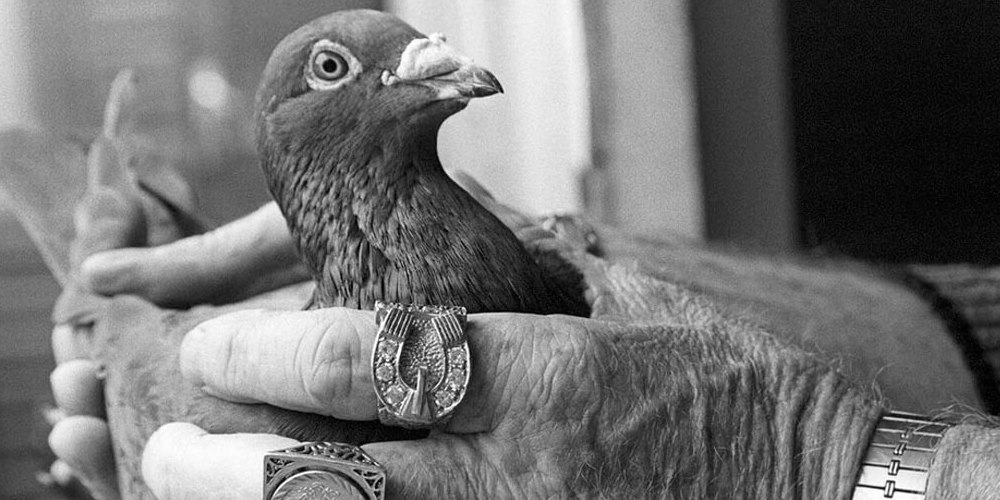 Zak Waters - Birdmen | British Culture Archive